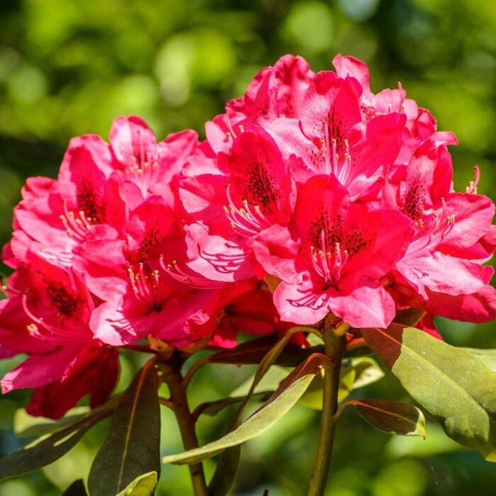 Onderhoud: lang genieten van uw rhododendrons en hortensia's – Rhodo-online